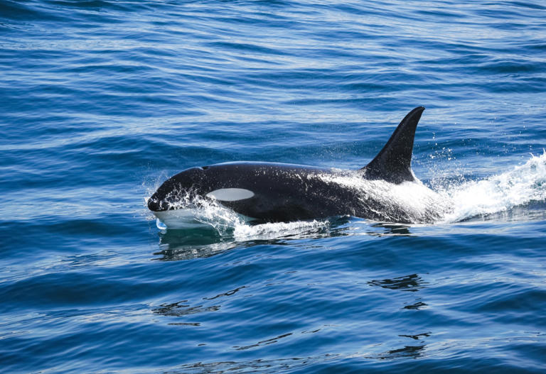 Scientific Facts That Show The Greatness And Majesty Of Orcas