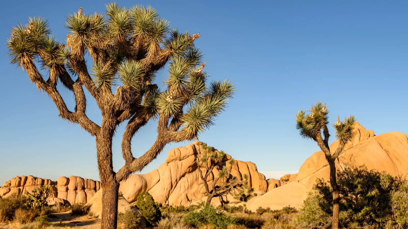 How to explore the best hikes in Joshua Tree National Park