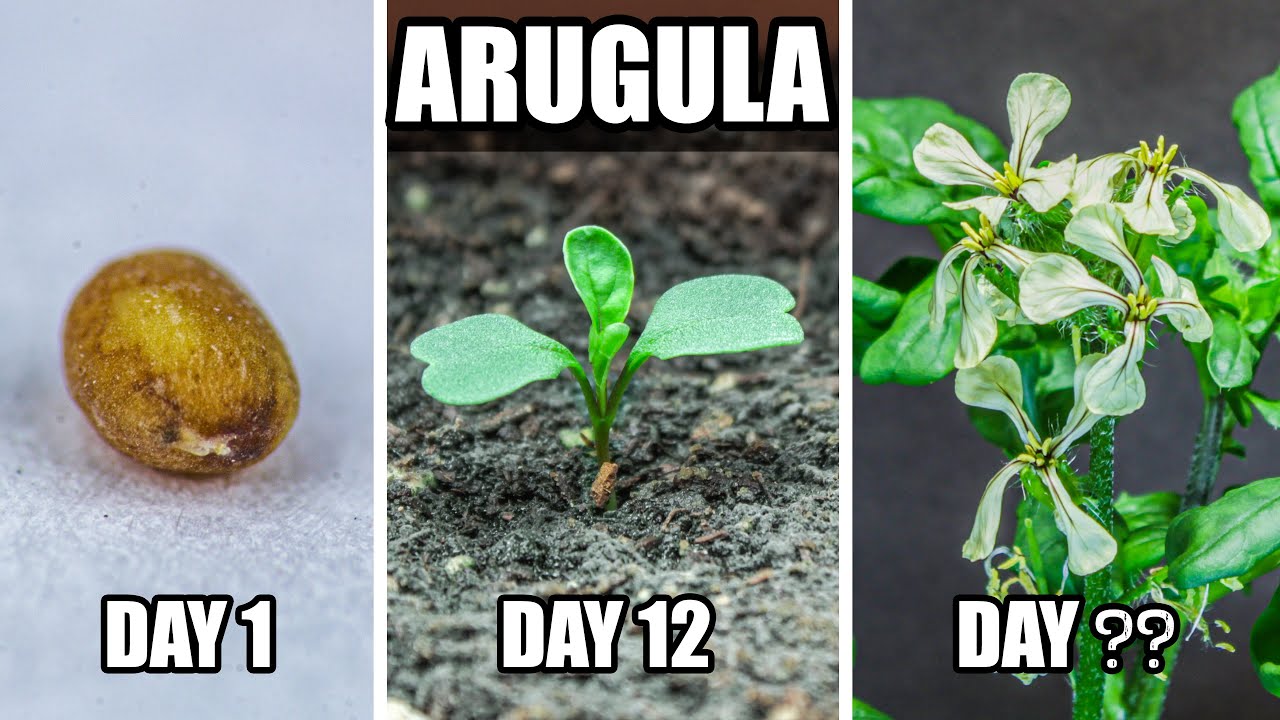 Growing arugula from seed to flower (75 days time lapse)