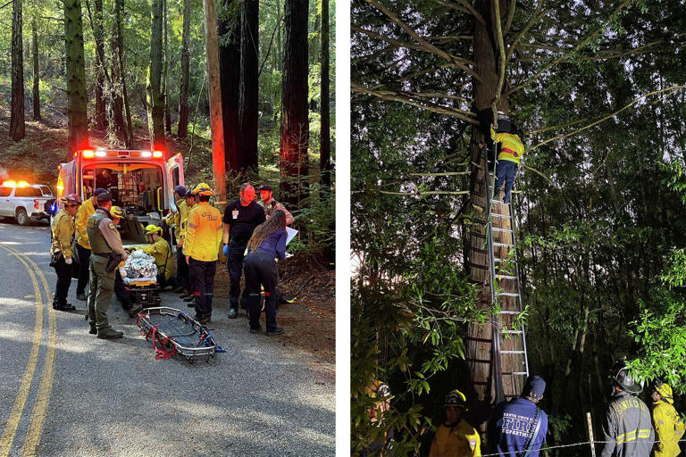 Tree rescue near UC Santa Cruz turns critical after man falls 80 feet