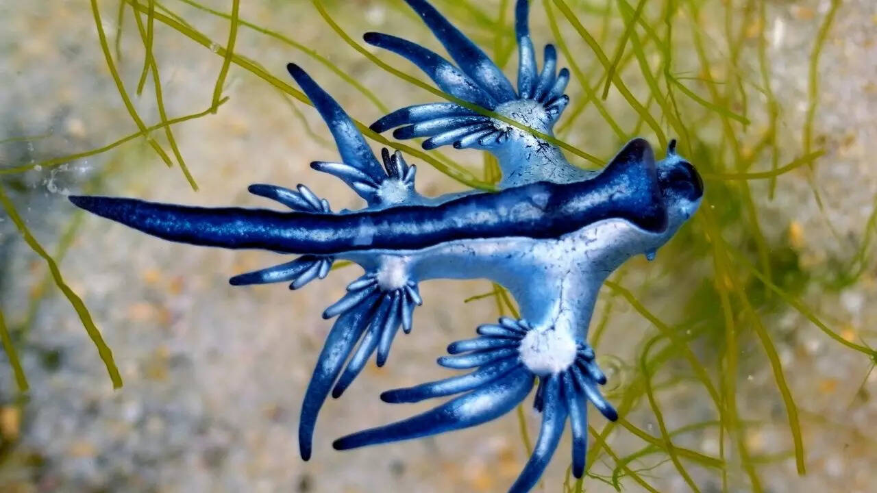 5 electric blue animals that seem to be painted with ocean water