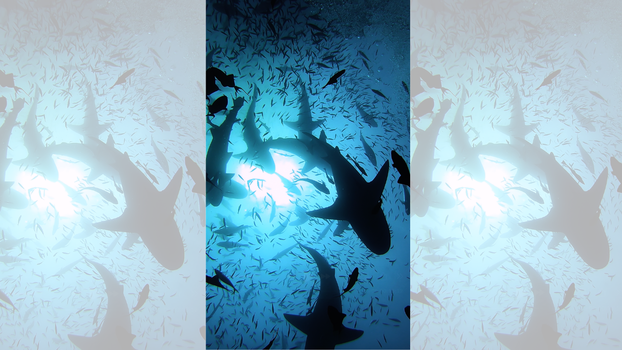 Shark Swarm – Surrounded in the Blue.