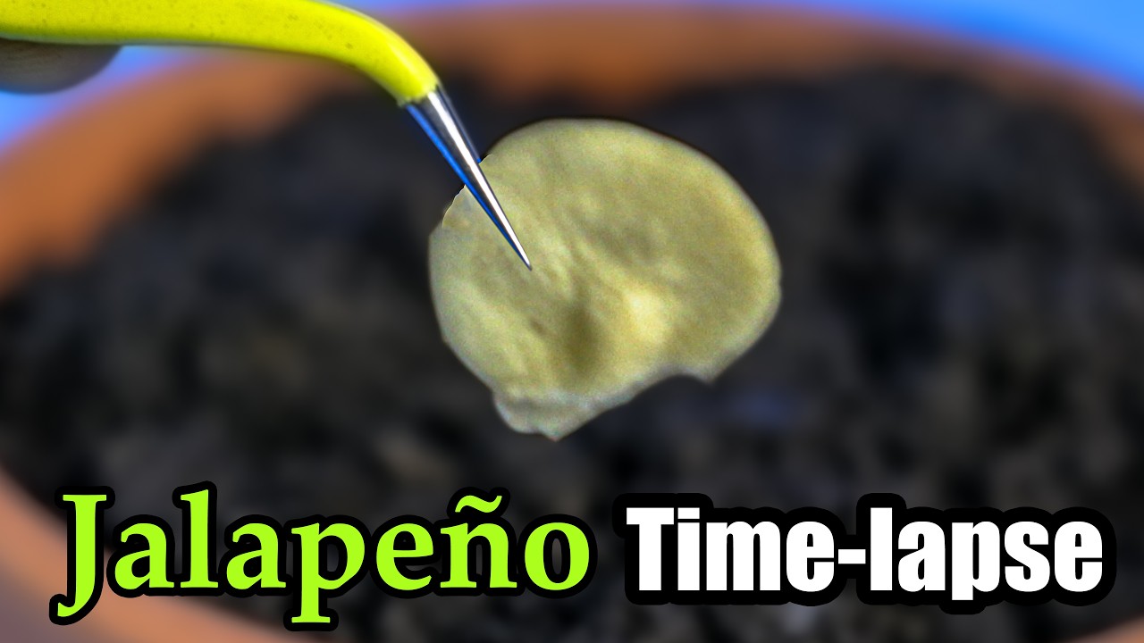 Growing jalapeno pepper plant time lapse (seed to flower to fruit)