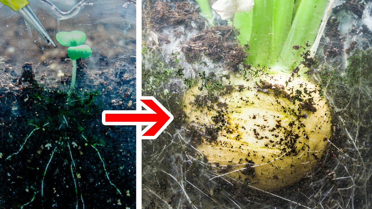 Golden ball turnip growing time lapse (50 days)