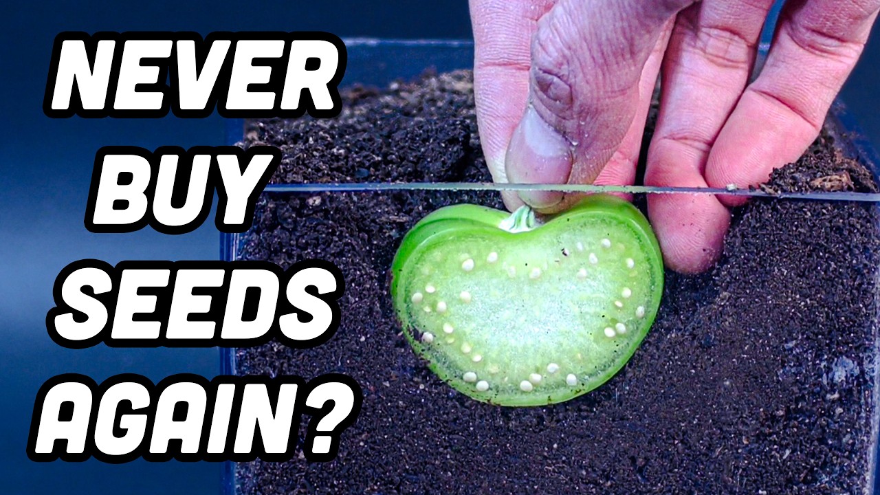 The secret life of a tomatillo under soil (time-lapse)