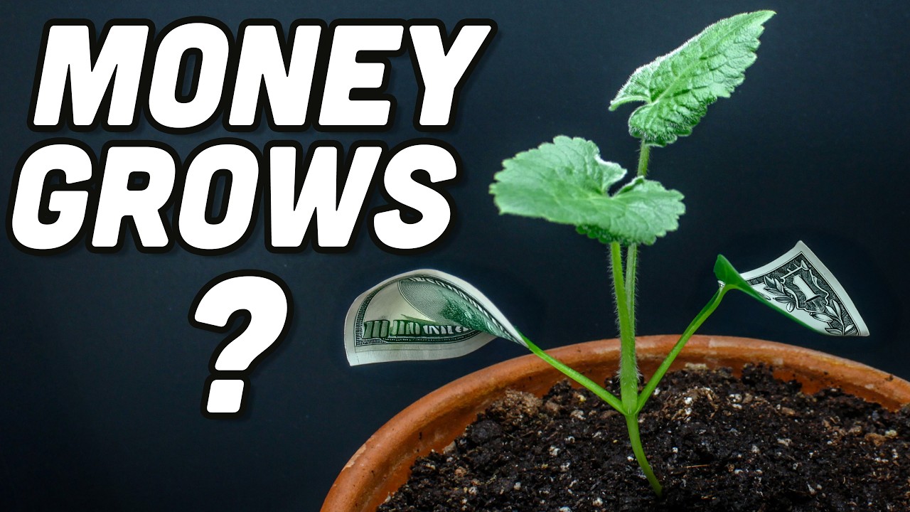 I grew a lunaria money plant that danced a waltz (time-lapse)