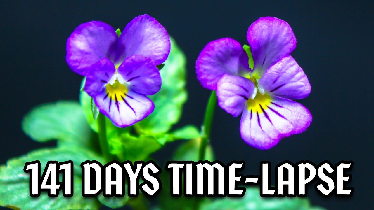 Growing viola flowers from seed (141 days time lapse)