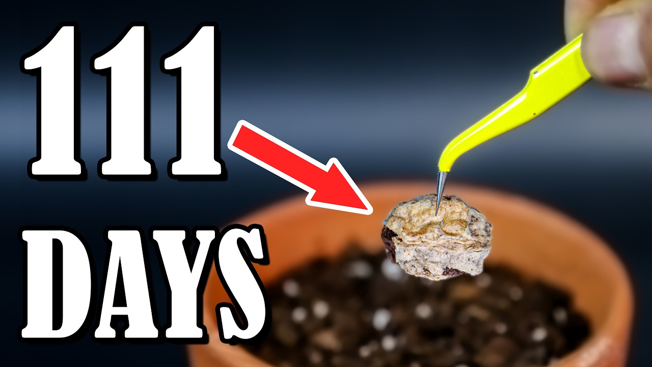 Nasturtium: A blooming dance in time-lapse