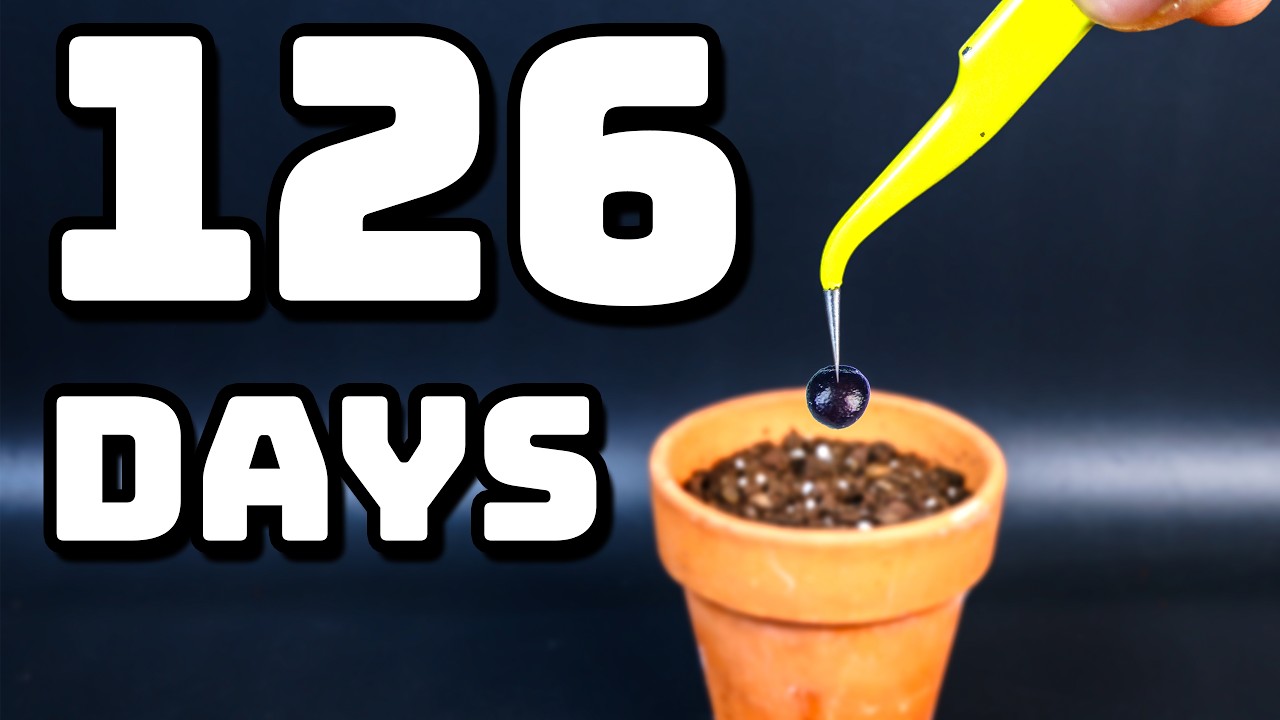 Coleus time-lapse: Nature's art of changing colors