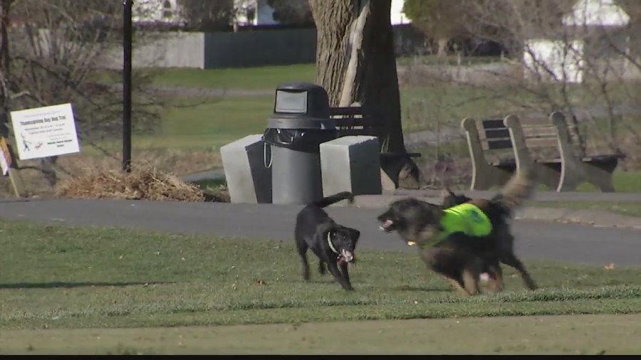 Thanksgiving Dog Trot returning to Albany