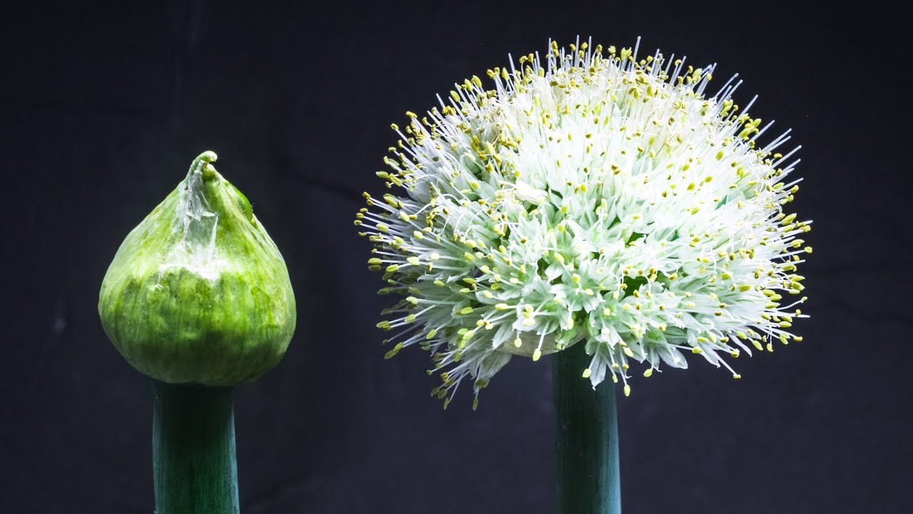 Onion flowers blooming time lapse