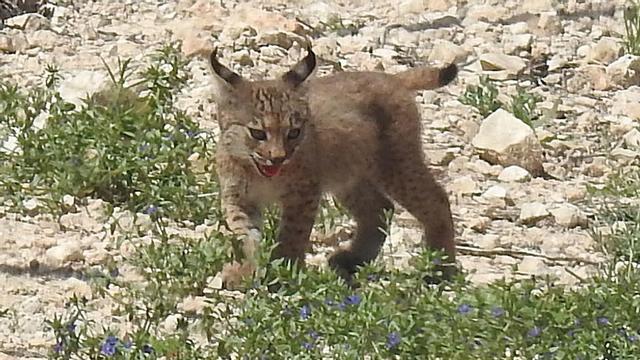 La Región de Murcia entra en el mapa europeo del lince ibérico
