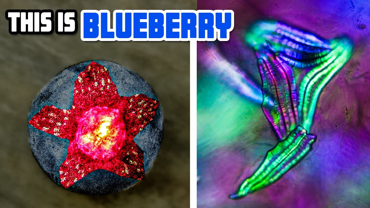 Never seen before in a blueberry