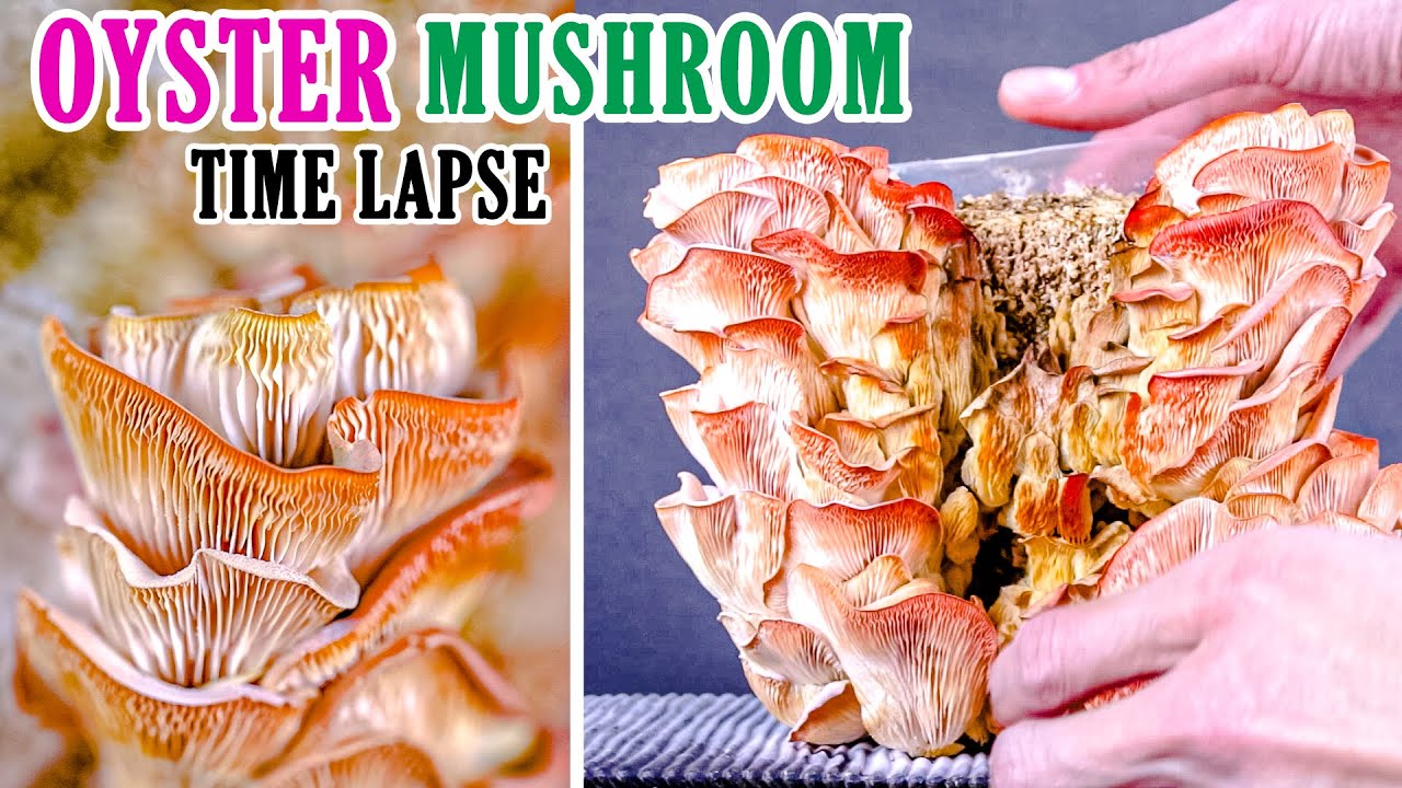 Growing pink oyster mushroom time lapse