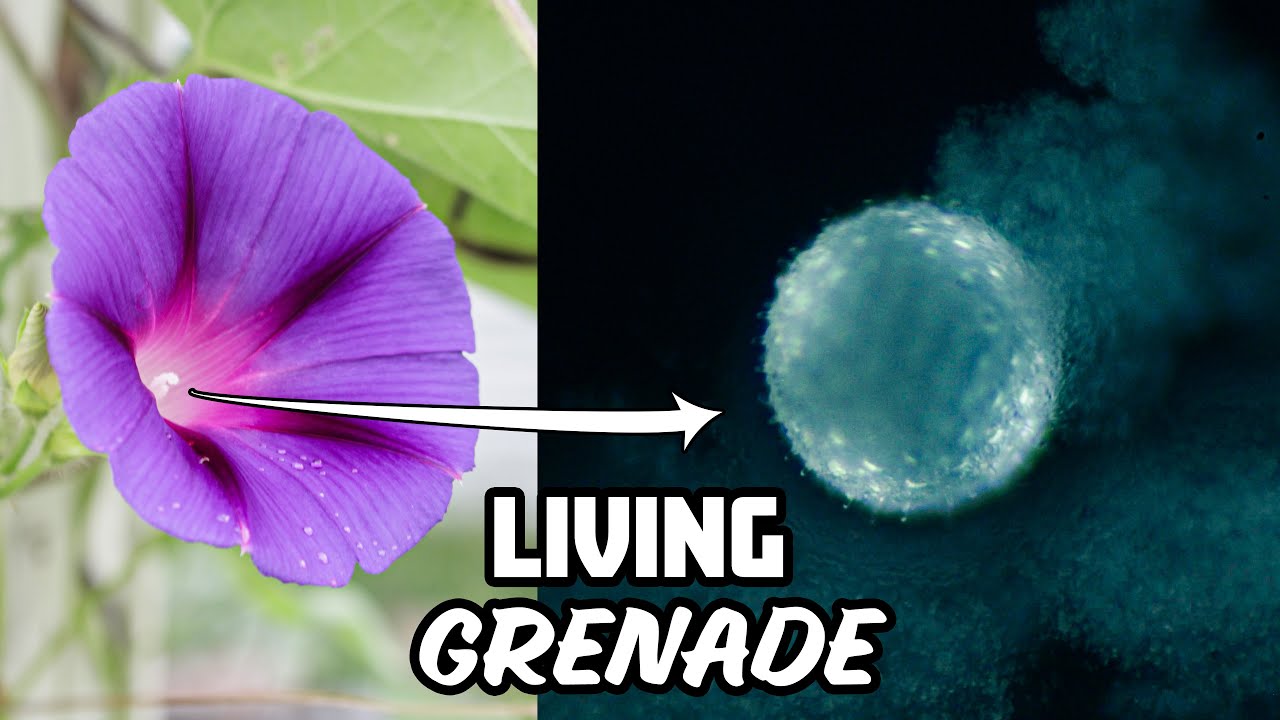 Morning glory under microscope (explosive pollen)