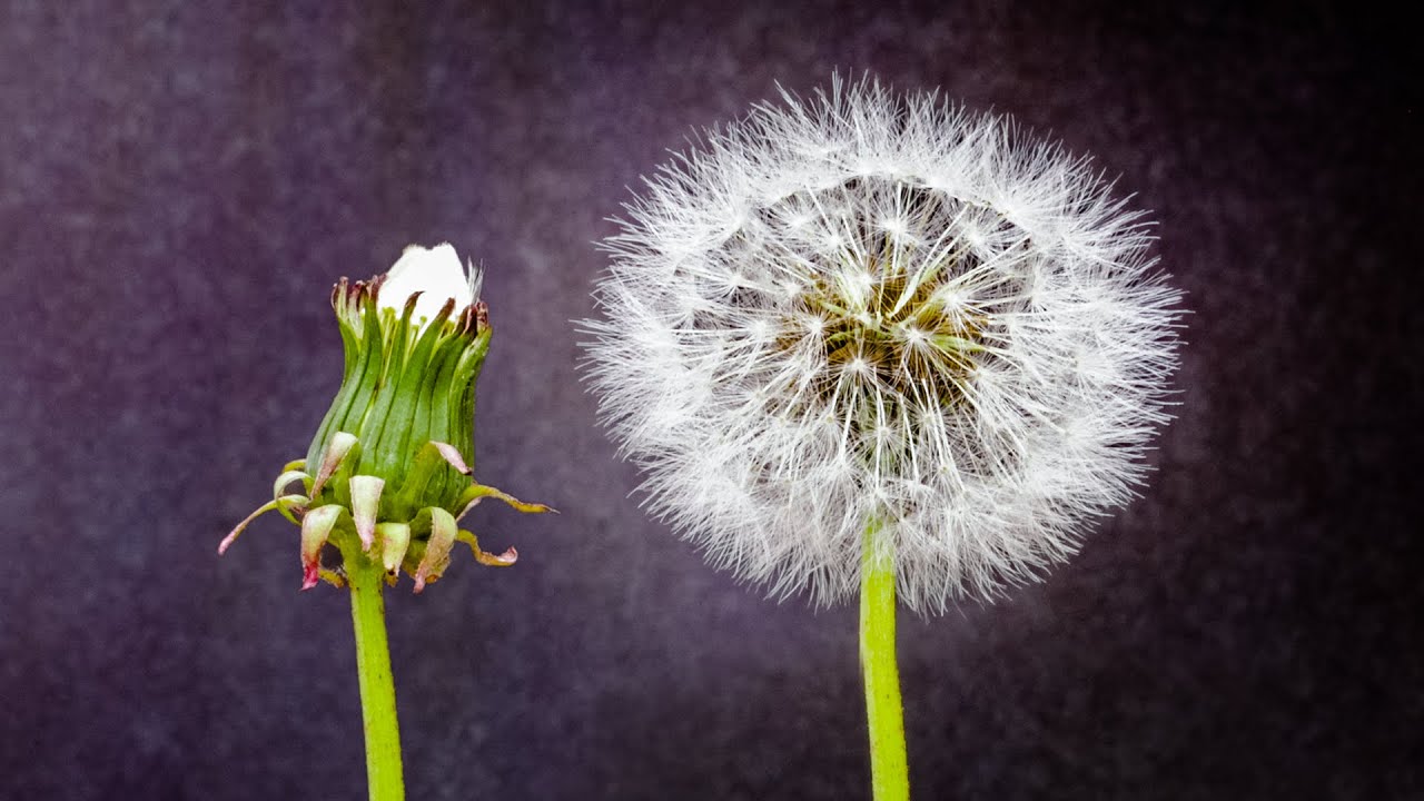 Dandelion blooming time-lapse