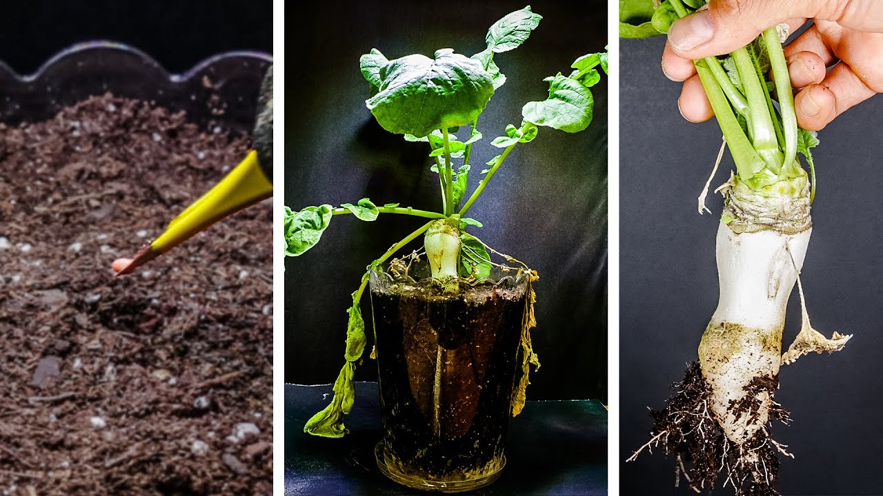 Growing white radish from seed to harvest (35-day time lapse)