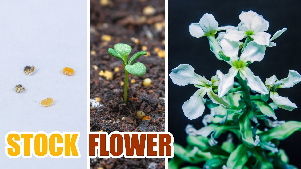 110 days in minutes: Life cycle of a plant from seed to finale (Elapse ...