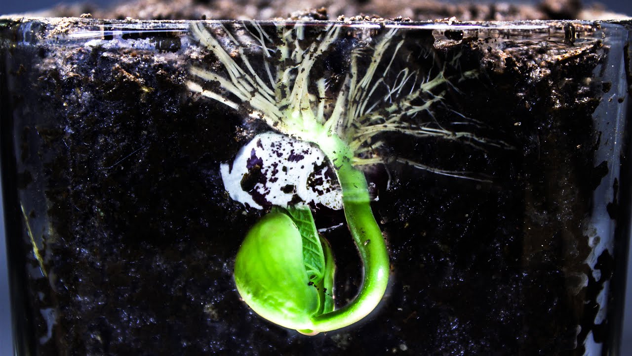 What if... I sow seeds upside-down?