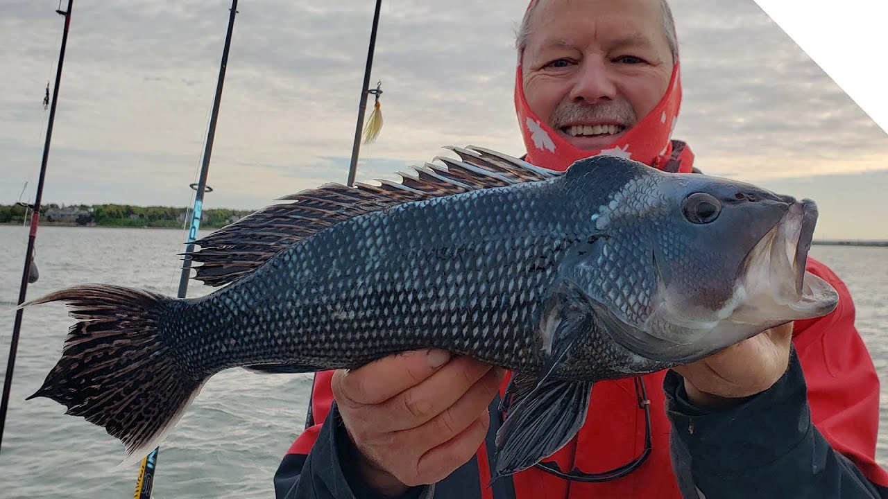 Stingnose Peanut Bunker sea bass with Teaser-T