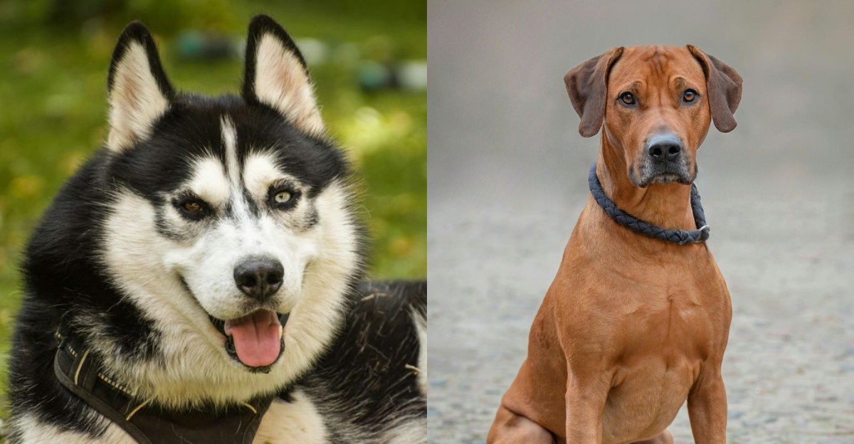 15 Dog Breeds Experts Warn Are Too Much Work For Most Families