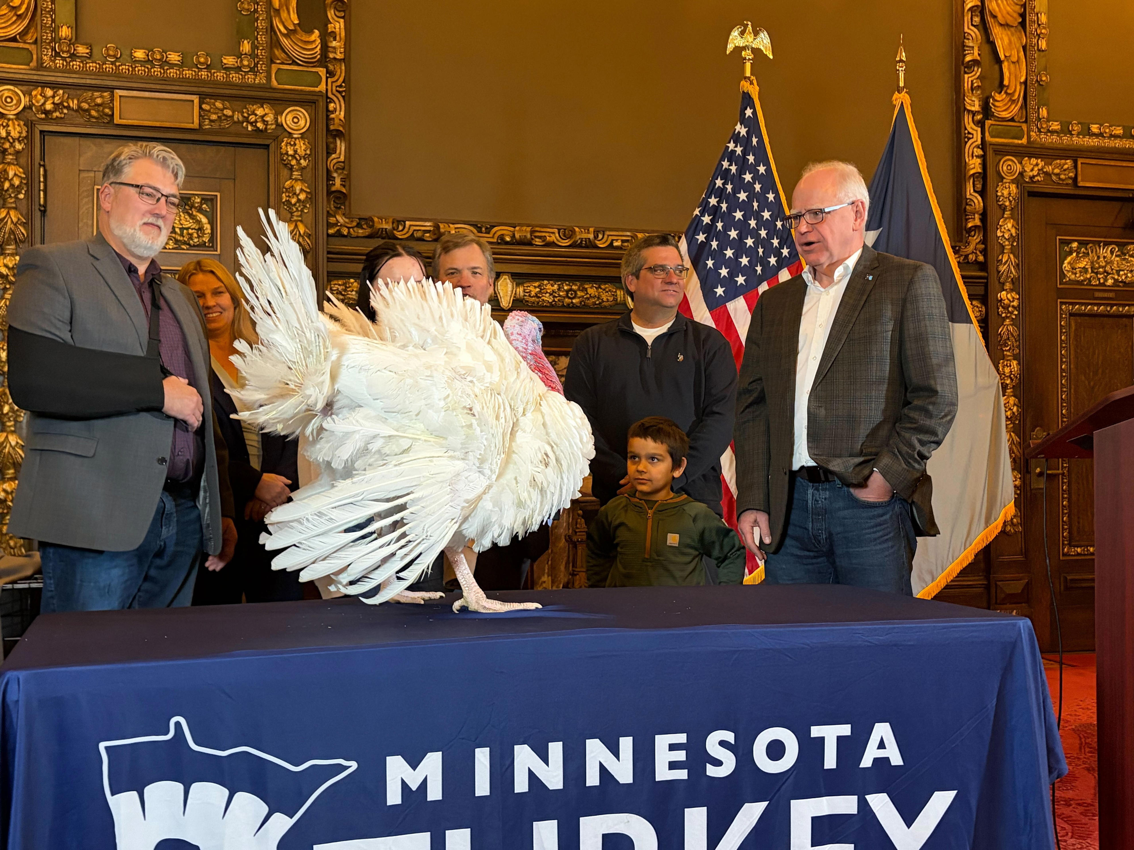 Gov. Tim Walz officially presented Minnesota's Thanksgiving turkey at ...