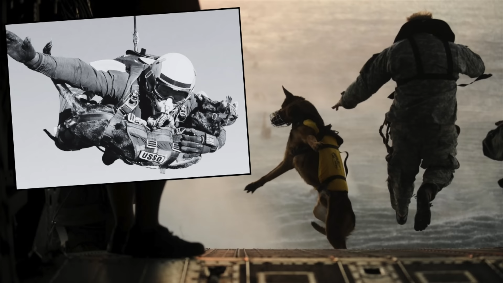 Why Dogs Jumped Out of Planes in World War II
