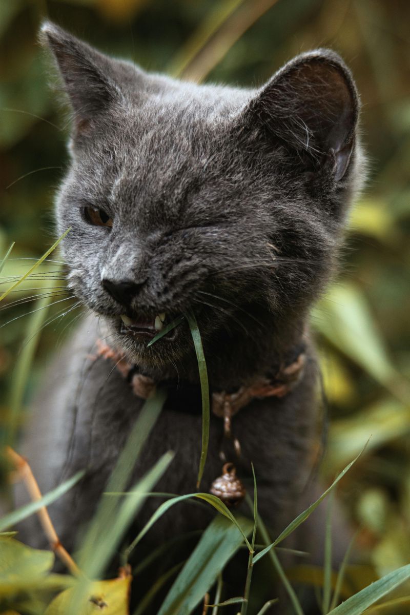 8 Cat Breeds That Prefer Routine And 7 That Adapt Quickly To Change