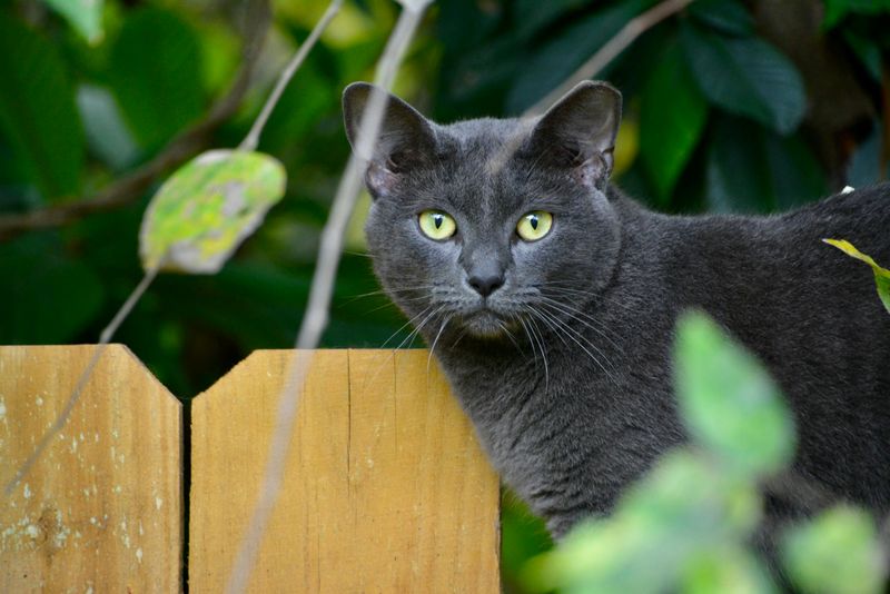 8 Cat Breeds That Prefer Routine And 7 That Adapt Quickly To Change
