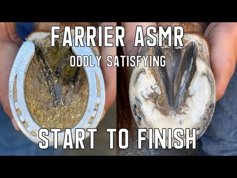 Satisfying farrier ASMR: A soothing journey