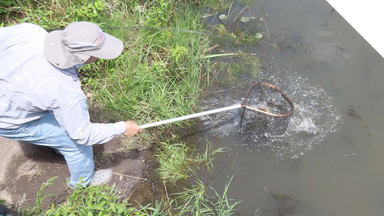 Tips on different carp-catching rigs