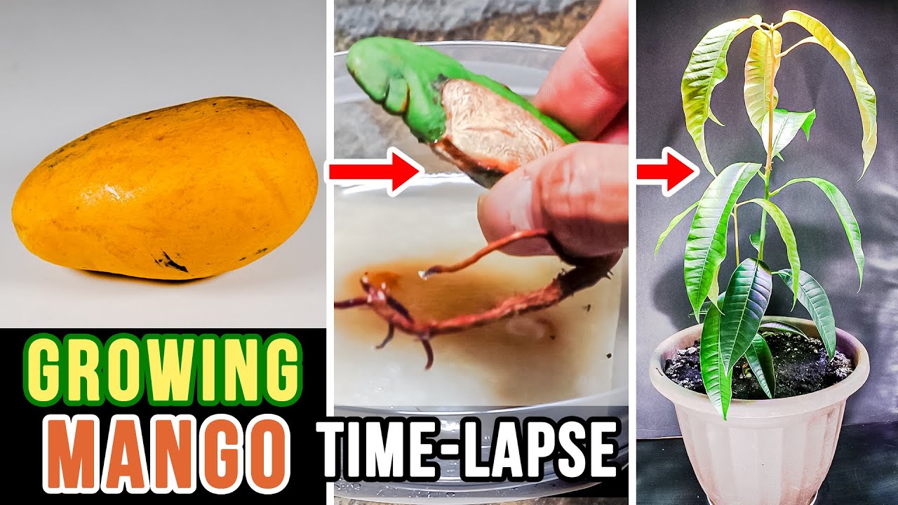 Growing mango tree from seed (66 days time lapse)