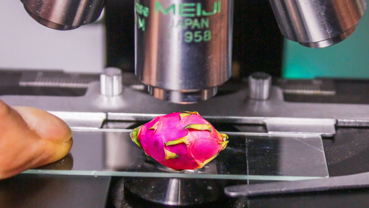 Dragon fruit under microscope