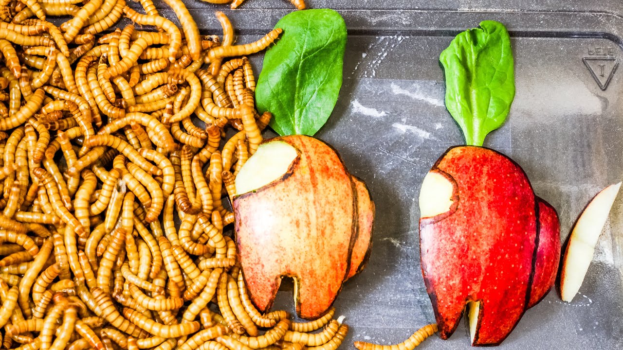 Mealworms vs Among Us time lapse (worms eat apple)