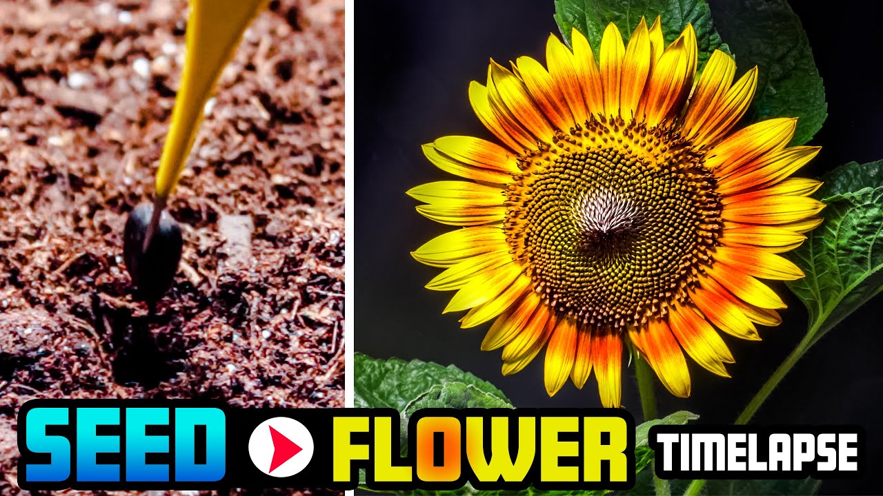 Sunflower time lapse - 62 days full growing (seed to flower)