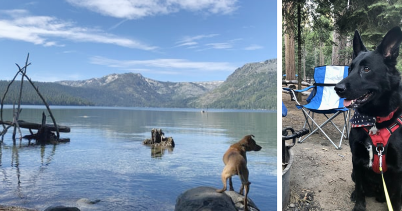 22 Cute Camping Pupper Pics Pawfect Fur Putting Off Work