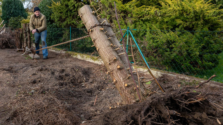 Removing A Tree Stump From Your Yard? Avoid These Common Mistakes At ...