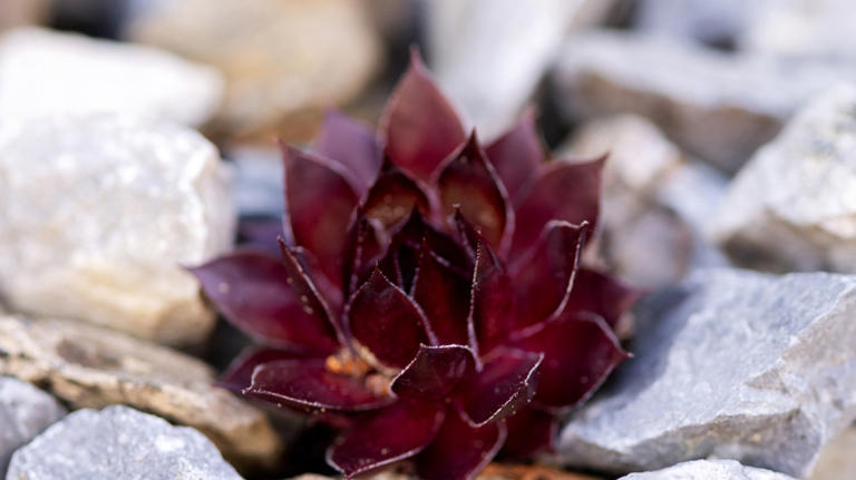 17 Cold-Hardy Succulents You Can Plant Just In Time For Winter