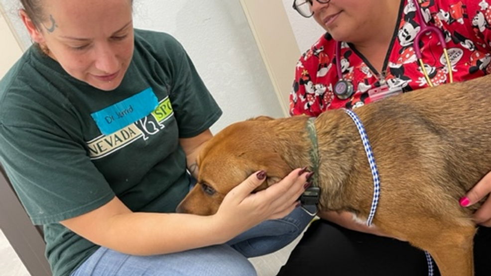 Find your new best friend at Nevada SPCA adoption event