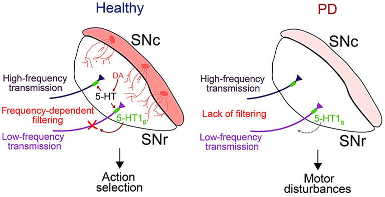 Study reveals unexpected link between dopamine and serotonin in the brain