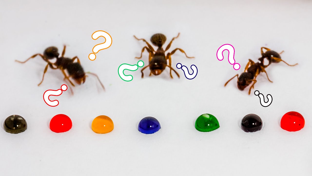 Ants vs liquid candy time-lapse: What color are ants attracted to?