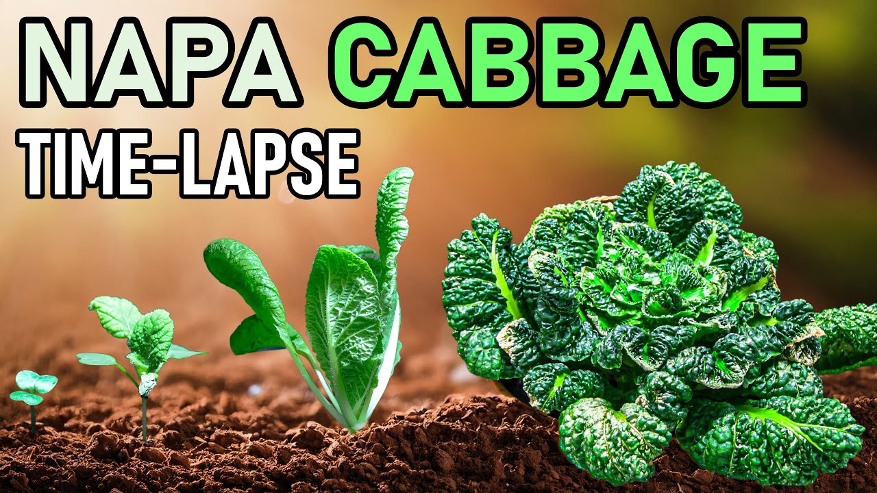 Napa cabbage growing from seed time lapse (110 days)