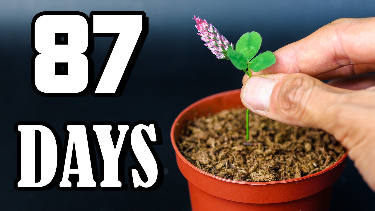 87 days in minutes: Crimson clover’s mesmerizing life cycle time-lapse