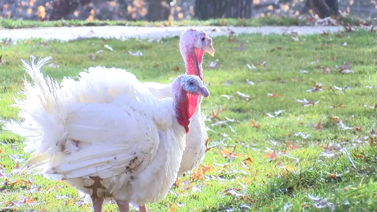 Two Iowa turkeys pardoned by Governor Kim Reynolds ahead of Thanksgiving