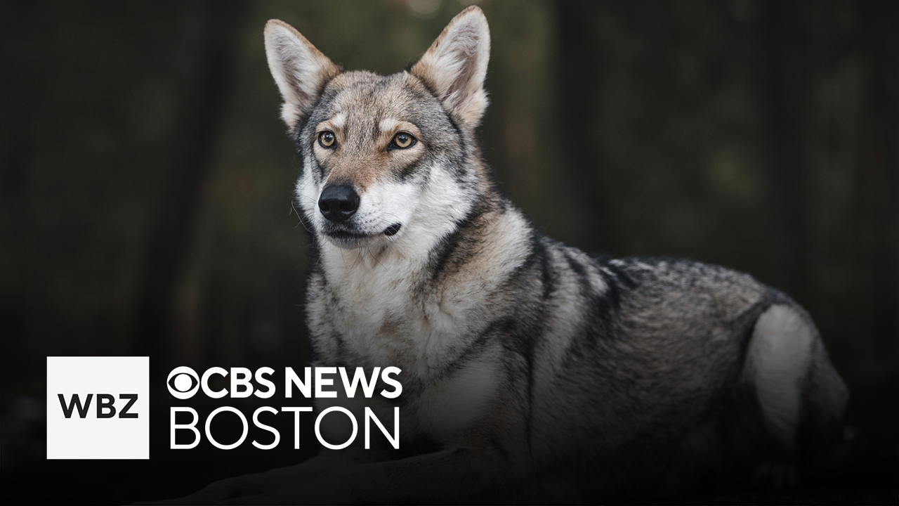 Study finds most dog breeds have detectable wolf ancestry
