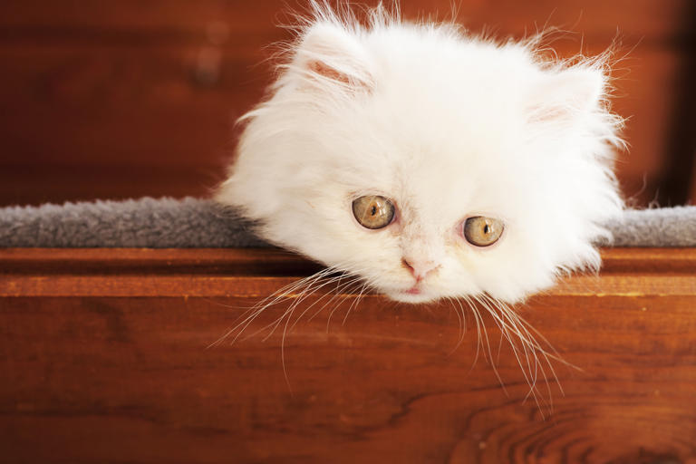 Tiny Persian Kitten's Green Glowing Eyes Look Like Night Vision Goggles