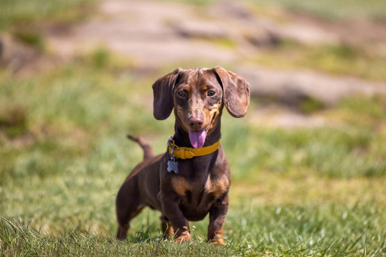 5 Dachshund Dog Breeds Every Wiener Dog Lover Should Know