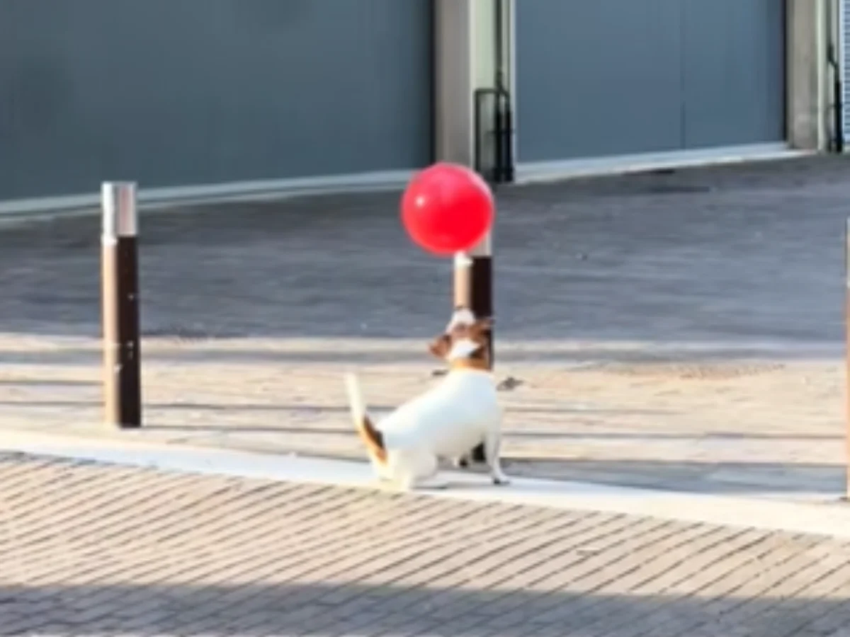 Cachorrinho brinca com balão na rua e dá um show de fofura