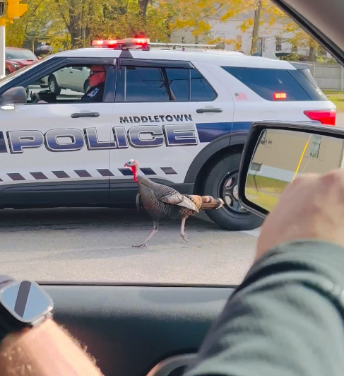 'Gravy' the famous Middletown turkey rescued after getting hit by car