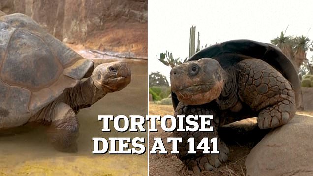 Gramma the Galápagos tortoise dies at 141 at the San Diego Zoo